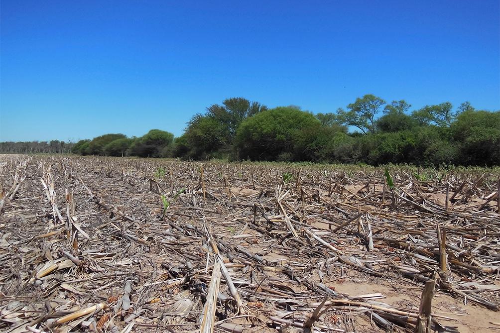 Se deforestaron más de 80.000 hectáreas de bosques en el norte ... Se deforestaron más de 80.000 hectáreas de bosques en el norte ...
