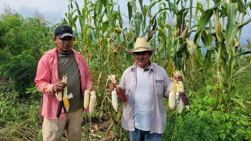 Agricultura tradicional y economía campesina: una persistencia desde lo ...