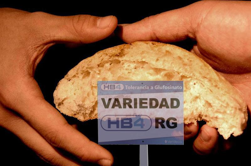 El pan siempre será nuestro | Biodiversidad en América Latina