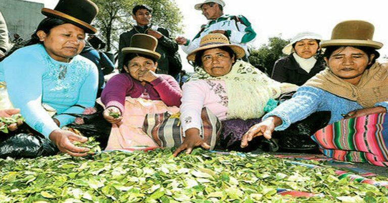 La hoja de coca en las comunidades andinas | Biodiversidad en América ...