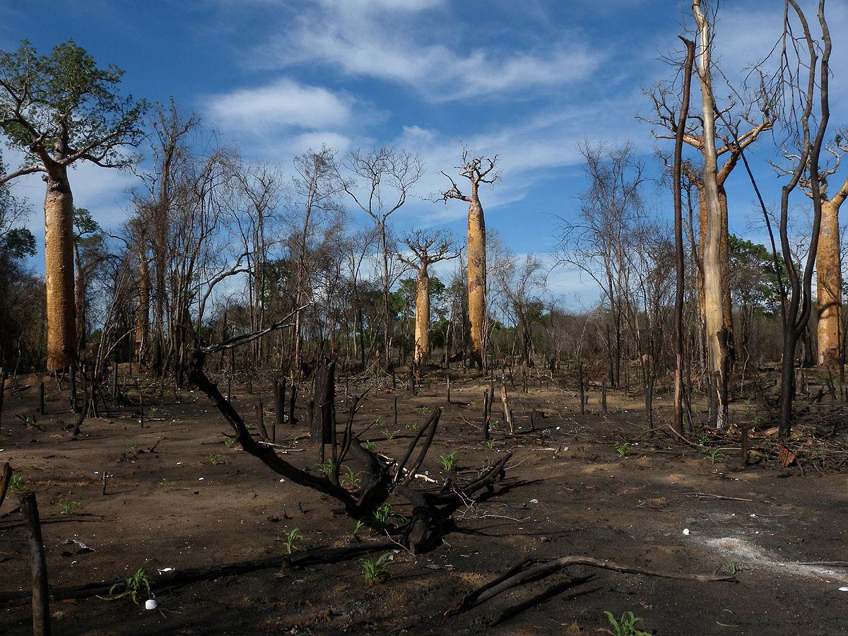 ¿Nuestra destrucción de la naturaleza es responsable del Coronavirus ...