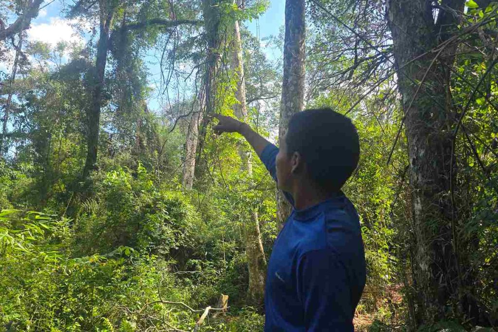 El Pueblo Mbya Guaraní cuida la selva, preserva su cultura y construye ...