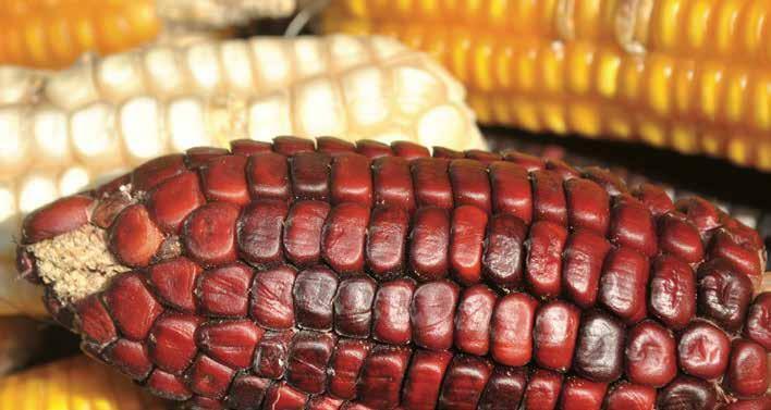 Pérdida de semillas criollas y avance de las transgénicas ...