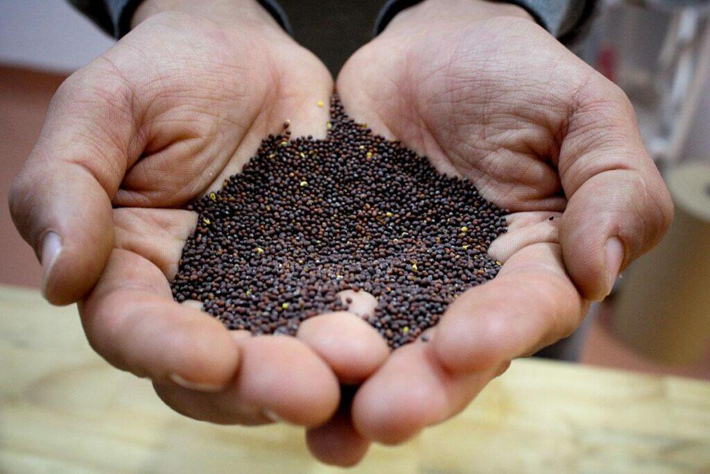 Constelación, semillas agroecológicas para sembrar la agricultura biodinámica | Biodiversidad en ...