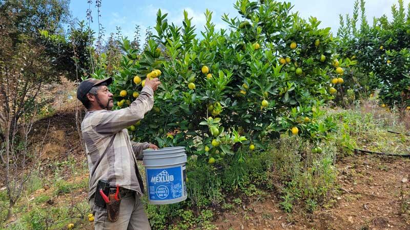 Agricultura tradicional y economía campesina: una persistencia desde lo ...