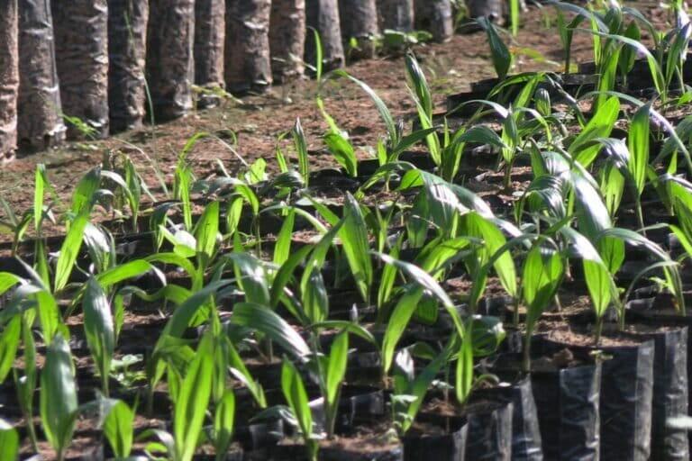 Pueblos indígenas paralizan el proyecto oficial para cultivar palma ...