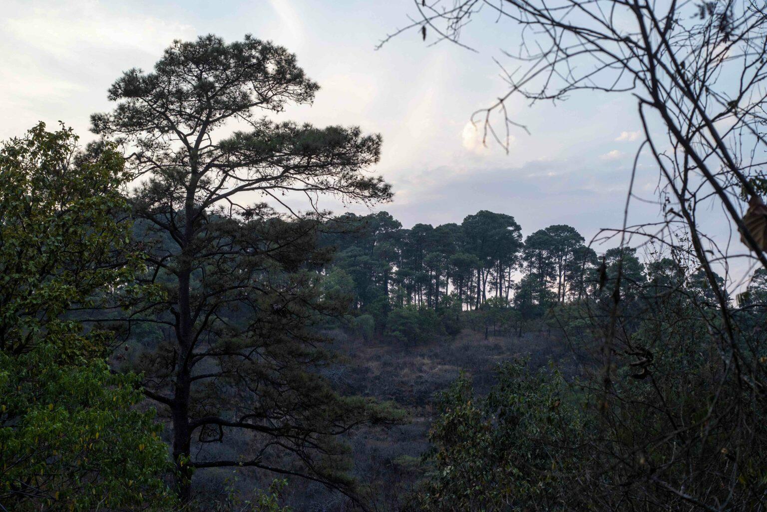 Sembrar deforestación: los bosques que México pierde por la ...