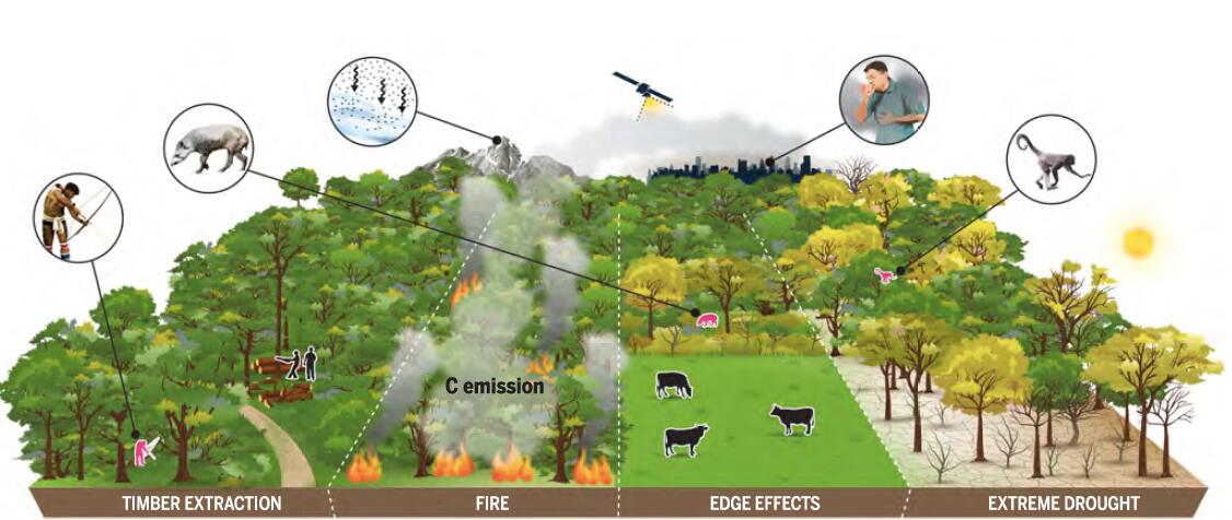 Nuevo estudio indica que el 38% de los bosques amazónicos están ...