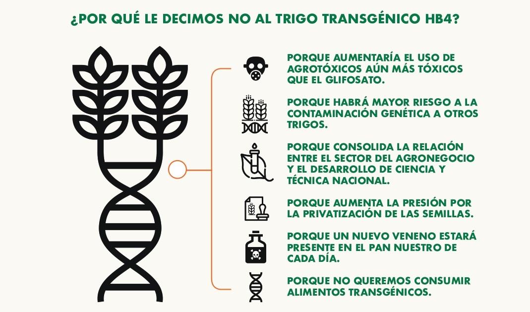 Trigo HB4: nuevo transgénico, nuevo veneno | Biodiversidad en América ...