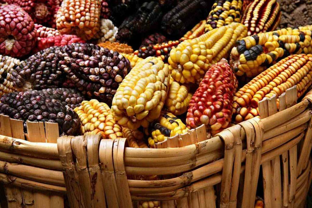 Sin Maíz No Hay País: un movimiento social a favor del campo y la ...