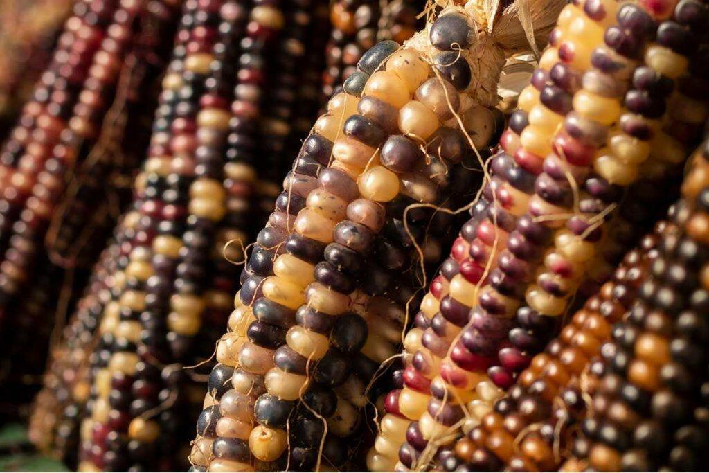 Sin Maíz No Hay País: un movimiento social a favor del campo y la ...