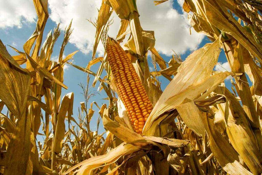 Sin Maíz No Hay País: un movimiento social a favor del campo y la ...