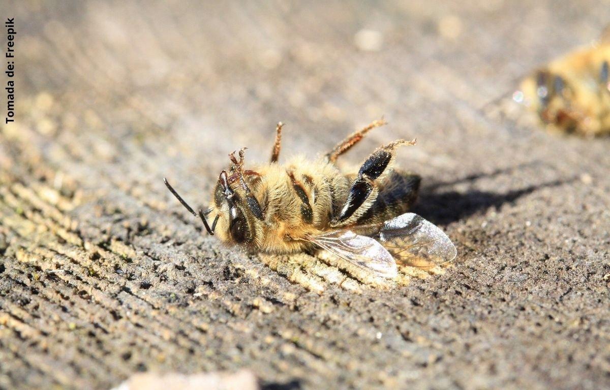 ¡Salvemos las abejas y a los agricultores! | Biodiversidad en América ...