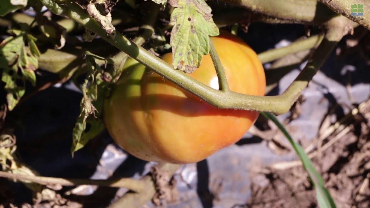 Al rescate del tomate criollo | Biodiversidad en América Latina