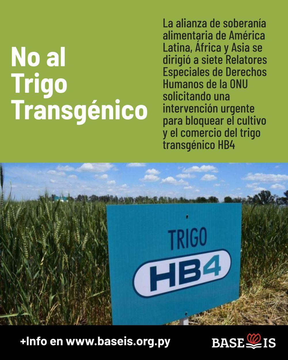 ¡No al Trigo Transgénico! | Biodiversidad en América Latina