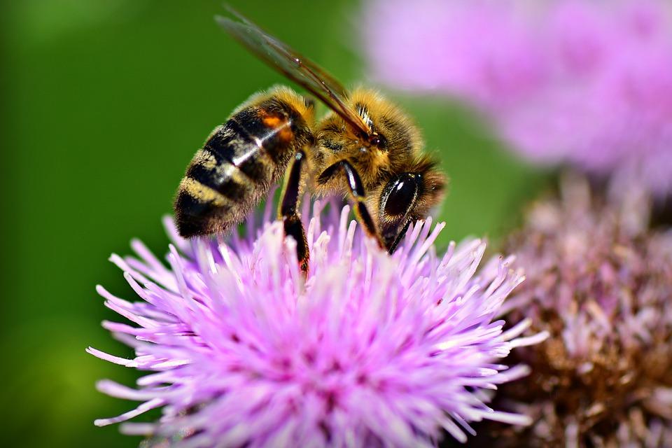 Abejas: el animal más importante del mundo bajo amenaza | Biodiversidad ...