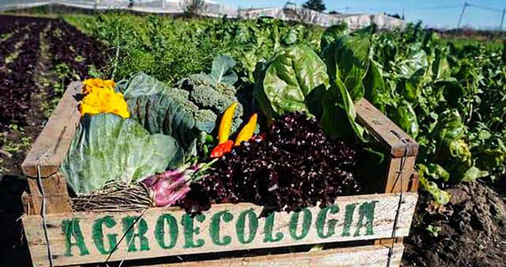 Agroecología: una oportunidad de transformación integral ...