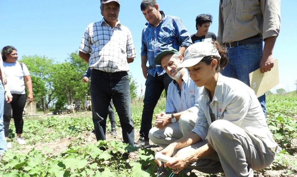 Comunidades qom producen algodón agroecológico | Biodiversidad en ...