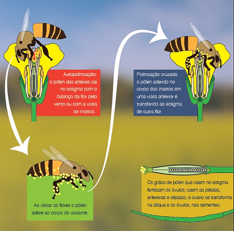 Fragmentação e degradação de habitats reduz a diversidade de insetos ...