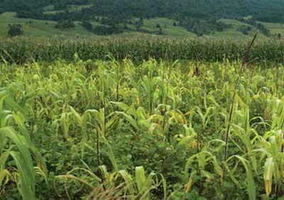 México - La milpa: un espacio primigenio de vida, autonomía y ...