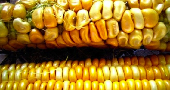 Alimentos modificados genéticamente: ¿seguros o peligrosos ...