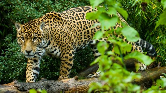 México: ¡La selva de Los Chimalapas se defiende! | Biodiversidad en ...