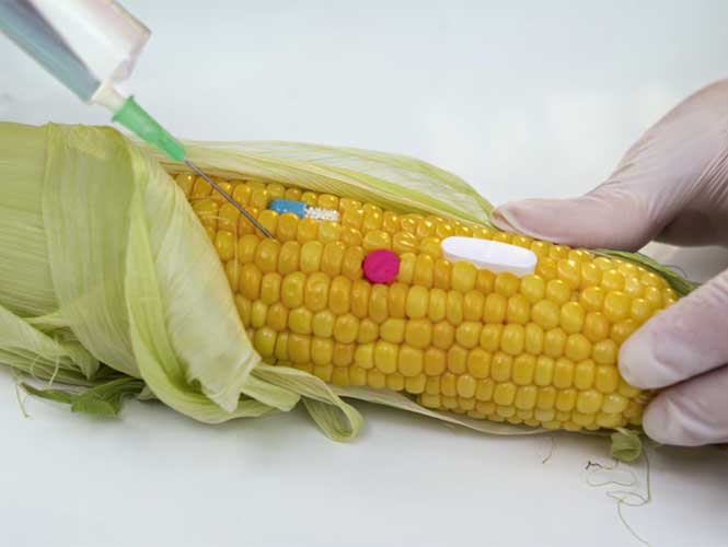 Maíz transgénico: ni de mayor calidad, ni más productivo ...