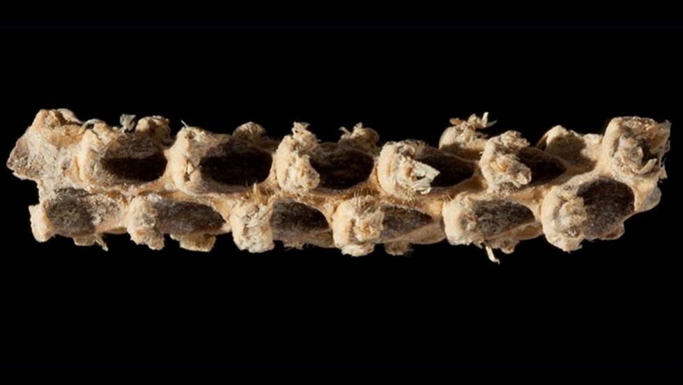 Una mazorca de 5.000 años cuenta la historia del maíz | Biodiversidad ...