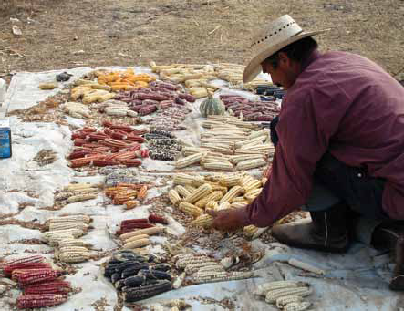 Haciendo milpa. La protección de las semillas y la agricultura ...