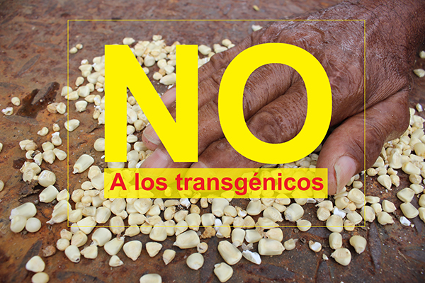 Colombia: Diez razones para decirle NO a los trangénicos ...