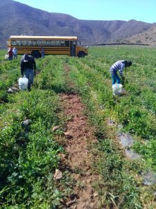 México - San Quintín: Explotación que no cesa | Biodiversidad en ...