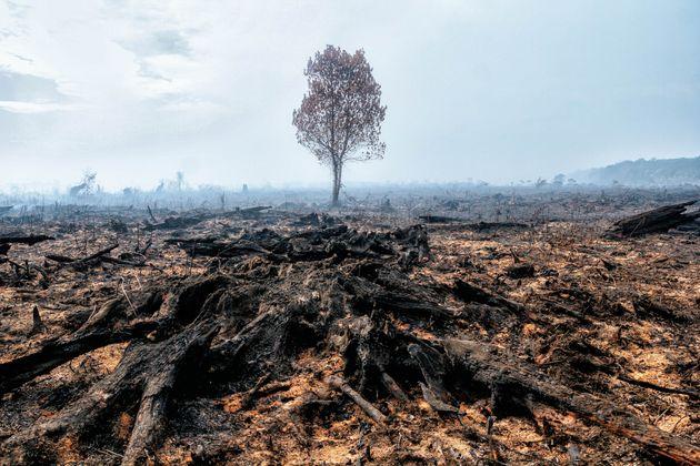 Ecocidio: un paso más en su reconocimiento legal | Biodiversidad en ...
