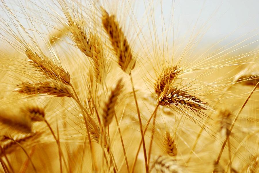 El trigo transgénico que el mundo no acepta | Biodiversidad en América ...