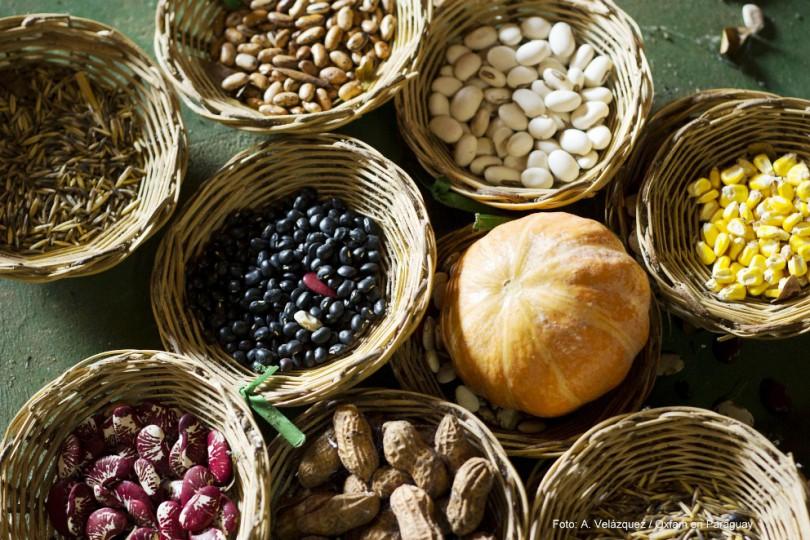 Proyecto ley limitaría uso de semillas criollas | Biodiversidad en ...