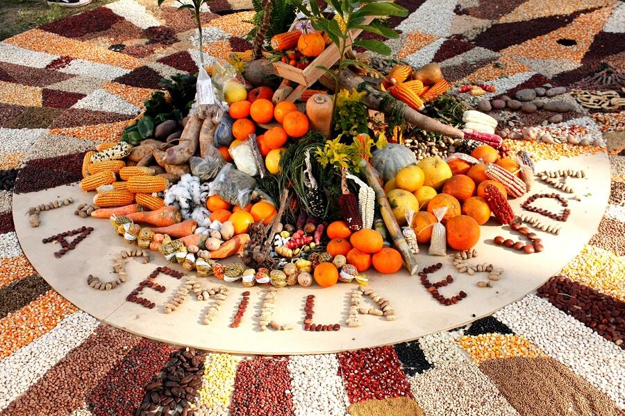 ¿Quién gana con la UPOV? | Biodiversidad en América Latina