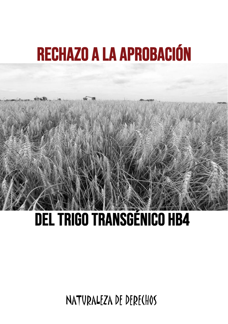 Rechazo a la aprobación del trigo transgénico HB4 | Biodiversidad en ...
