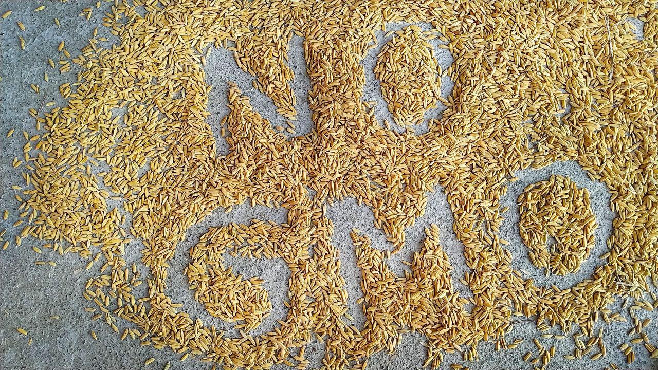 Un grupo de agricultores y científicos condena la aprobación del Arroz ...